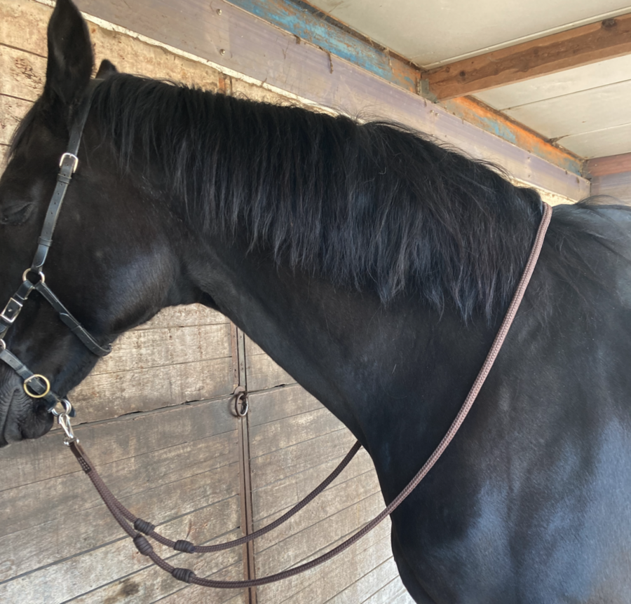 Handcrafted basic rope reins | Jossy Reynvoet